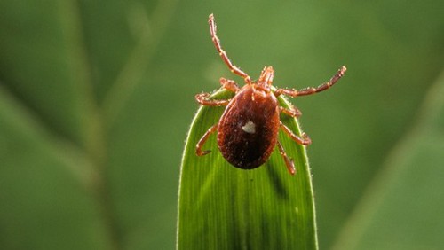 Una zecca rende vegetariani | DireDonna