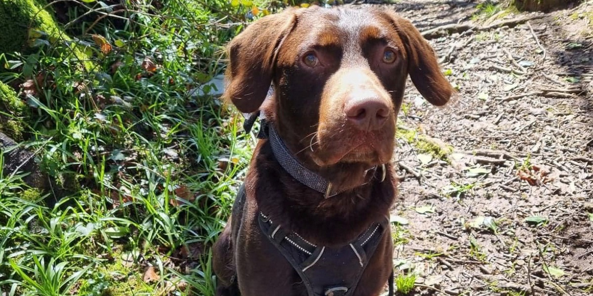 La storia di Coco, il cane ricoverato per l’astinenza da alcol | DireDonna